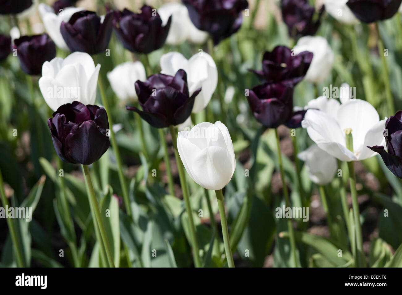 Deep purple and white tulips hi-res stock photography and images - Alamy