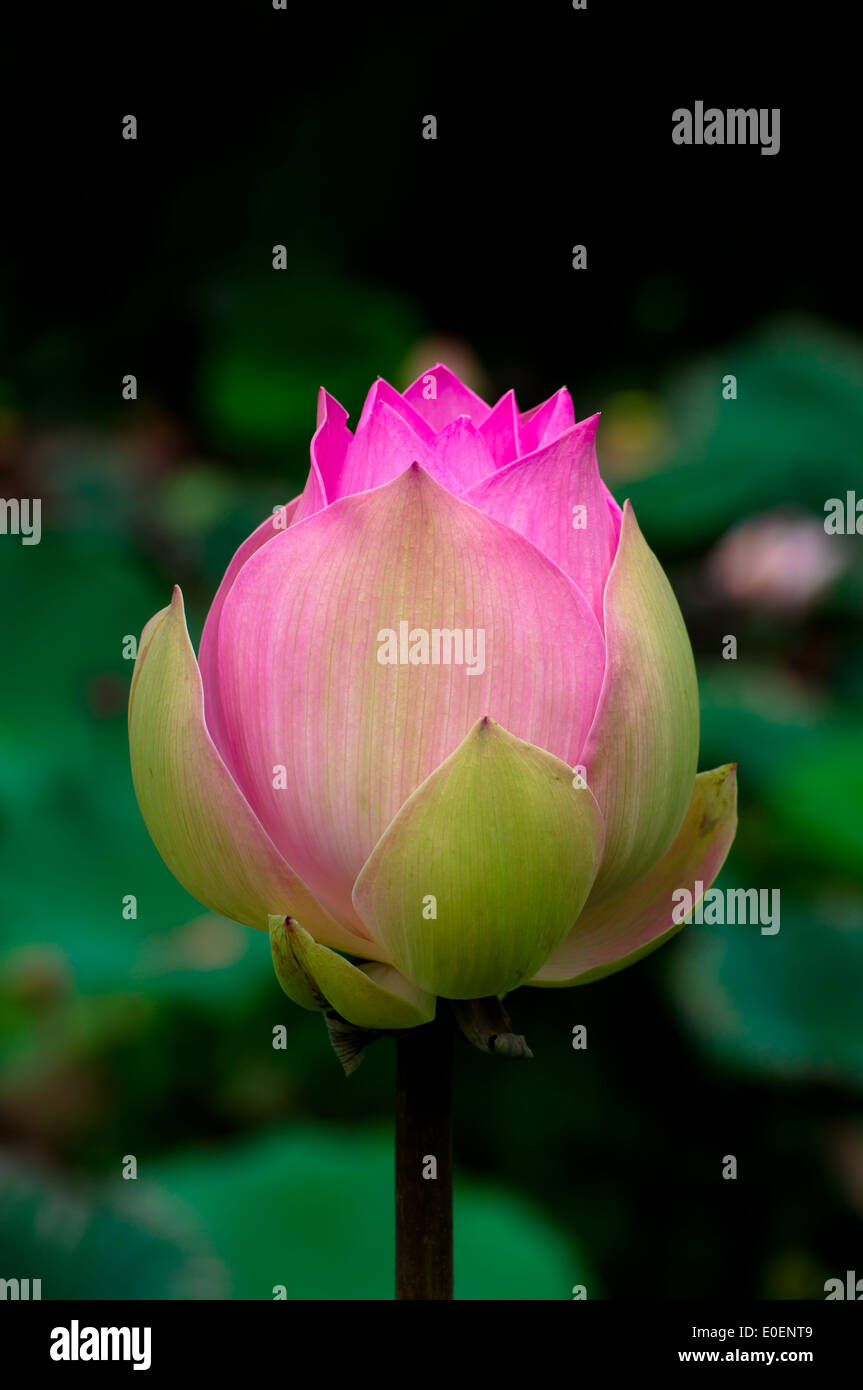 Pink code hi-res stock photography and images - Alamy