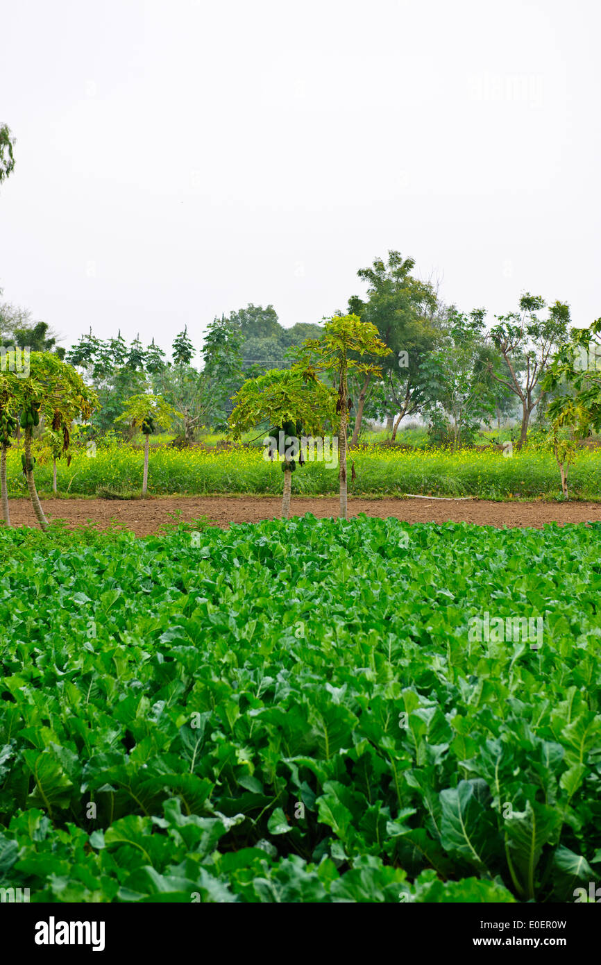 Ramathra Fort,Kalisil Dam Lake, Fishermen,Vegetable Garden, Papayas ...
