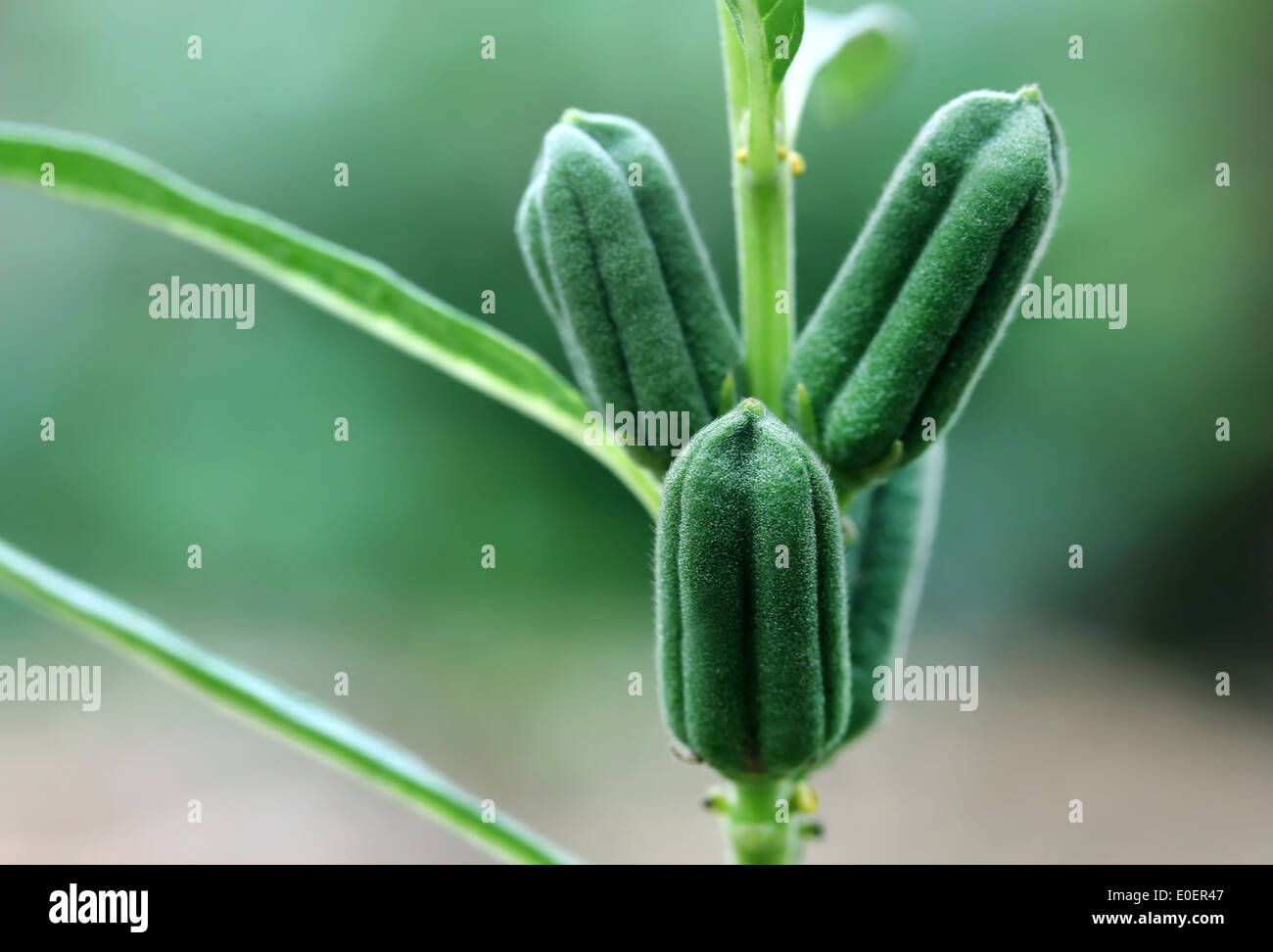 Sesame seed pods and plant hi-res stock photography and images - Alamy