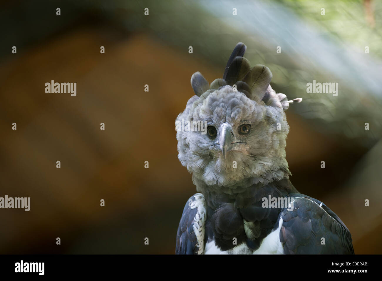 Adult harpy eagle ((Harpia harpyja),Harpye Stock Photo - Alamy