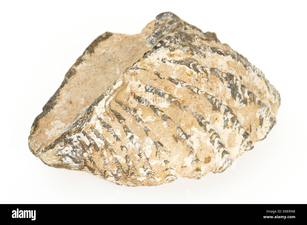 Fossil mollusc shell hi-res stock photography and images - Alamy