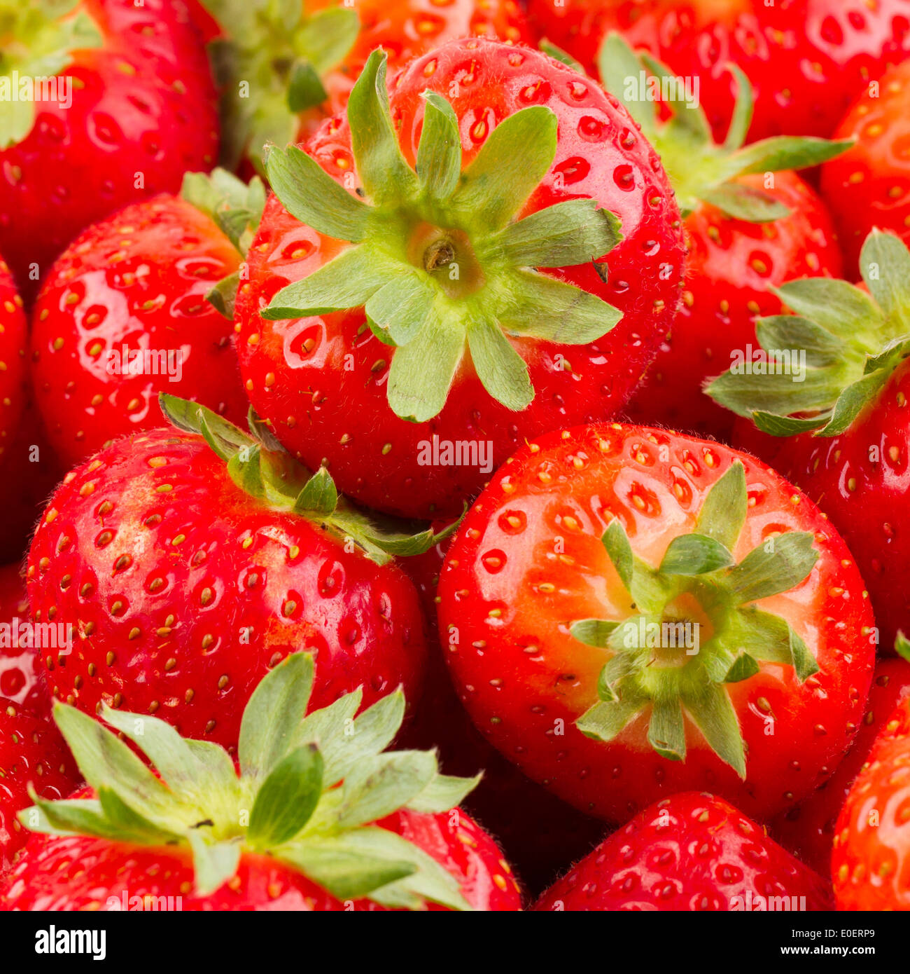 Collection of fresh dutch red strawberry, isolated Stock Photo - Alamy