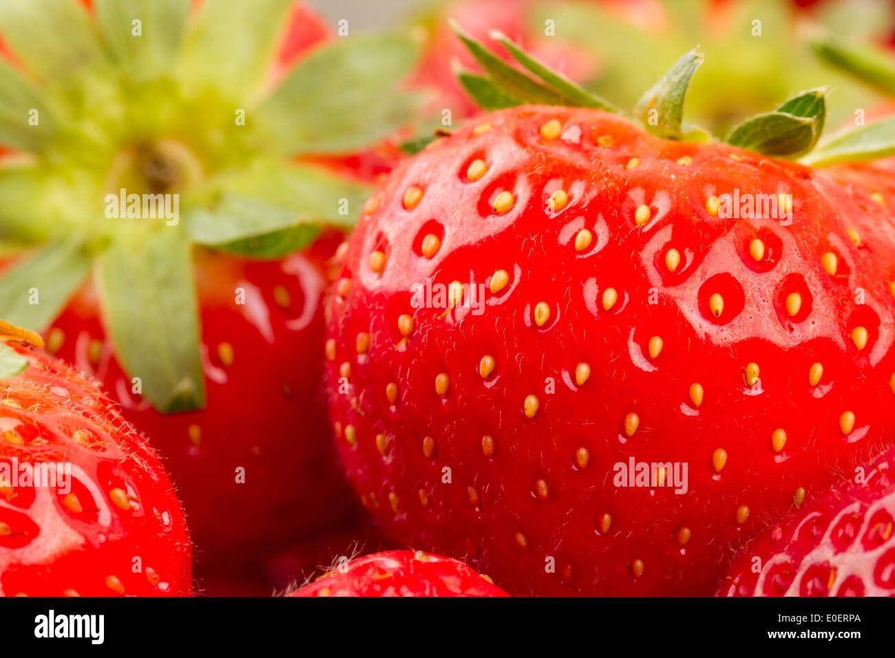 Collection of fresh dutch red strawberry, isolated Stock Photo - Alamy