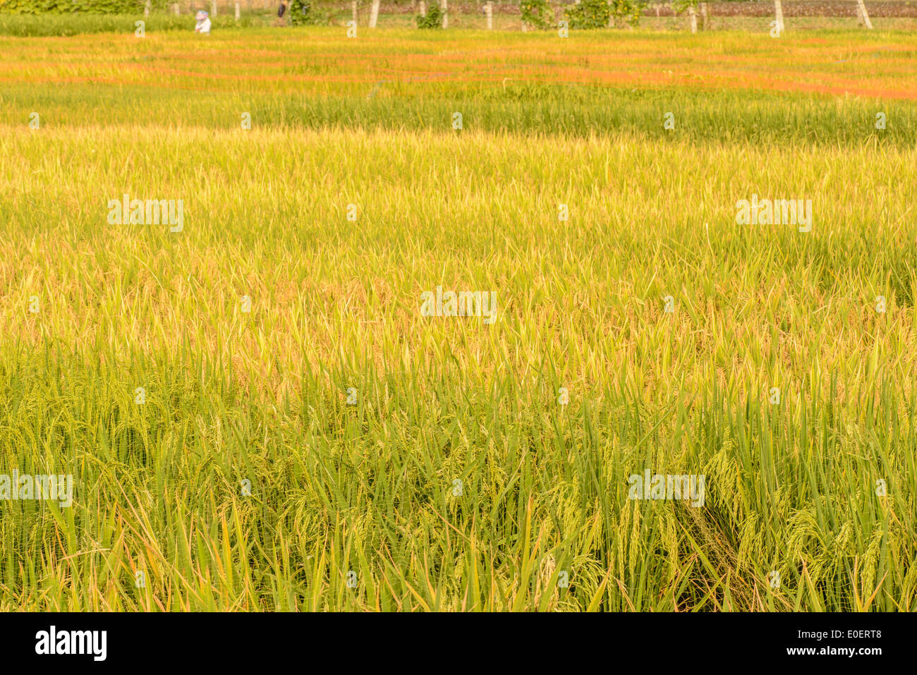 Bird netting hi-res stock photography and images - Alamy
