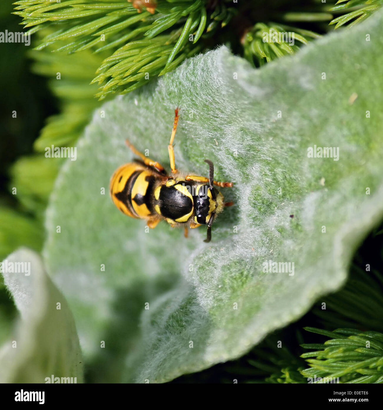 Giant hornet queen hi-res stock photography and images - Alamy