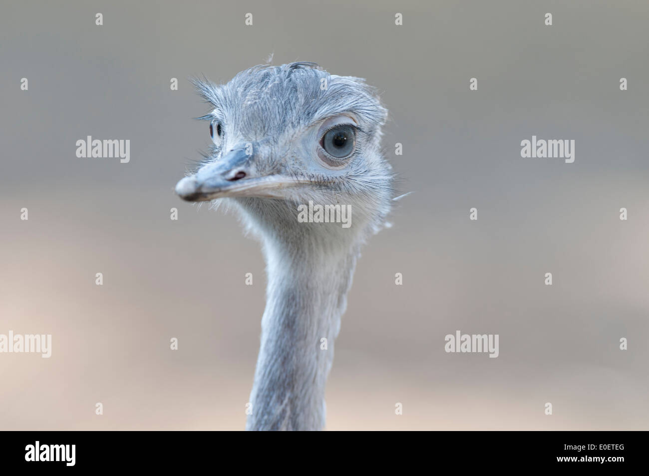 Greater rhea species flightless bird hi-res stock photography and ...