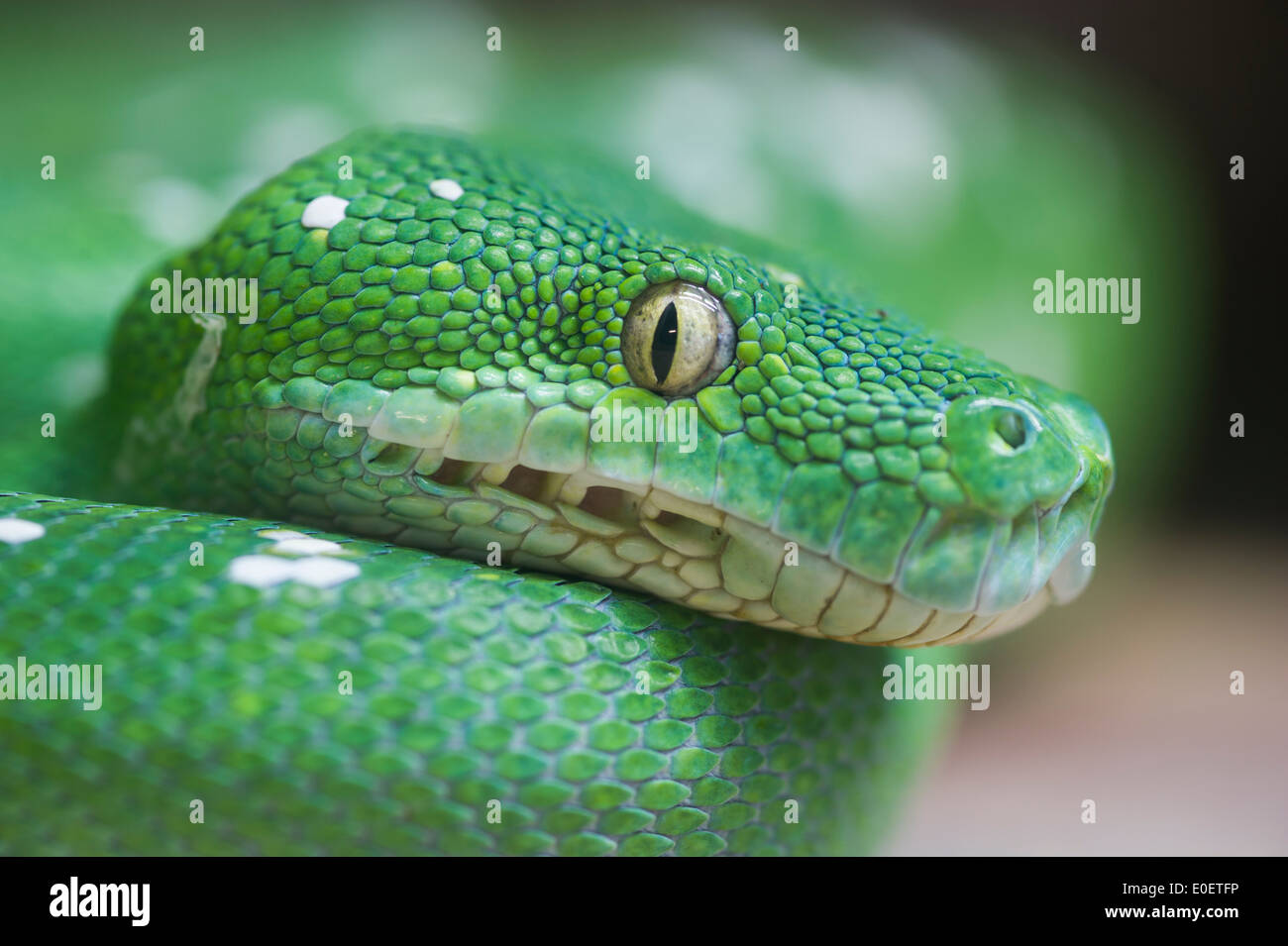 green tree python ,grüne Baumpython, Morelia viridis Stock Photo - Alamy