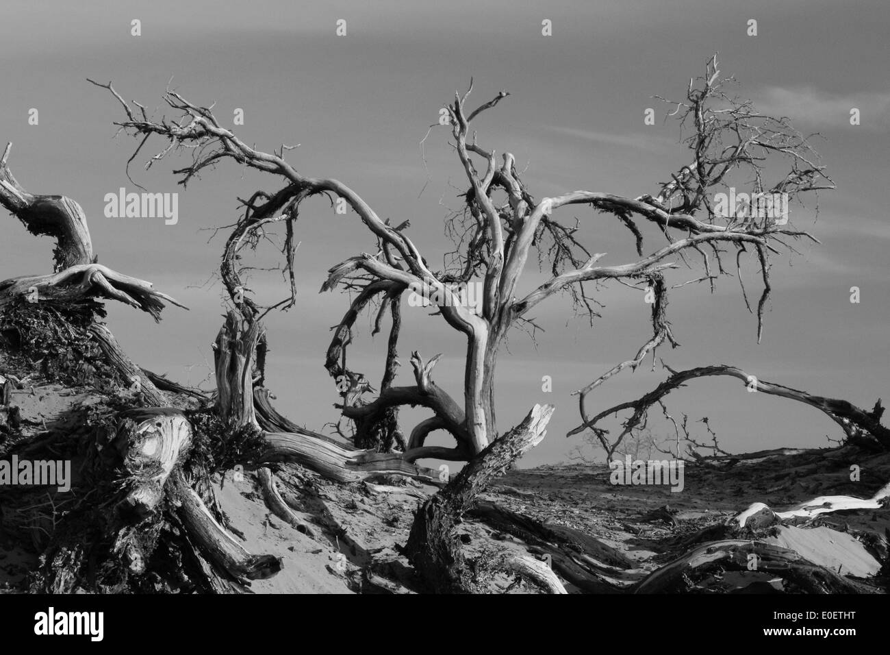 Desert tree Black and White Stock Photos & Images - Alamy