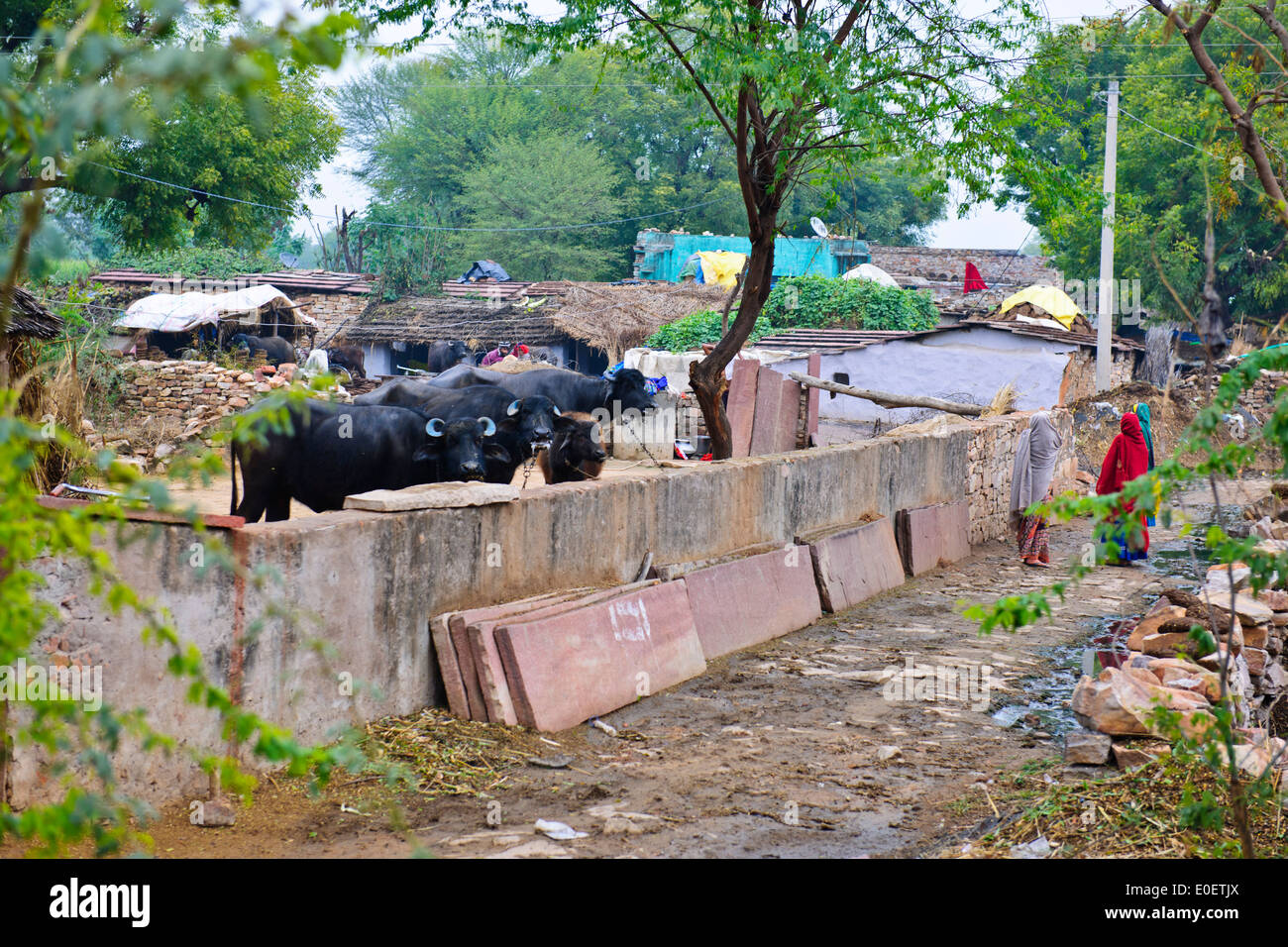 Ramathra Fort,Kalisil Dam Lake, Fishermen,Vegetable Garden, Papayas ...