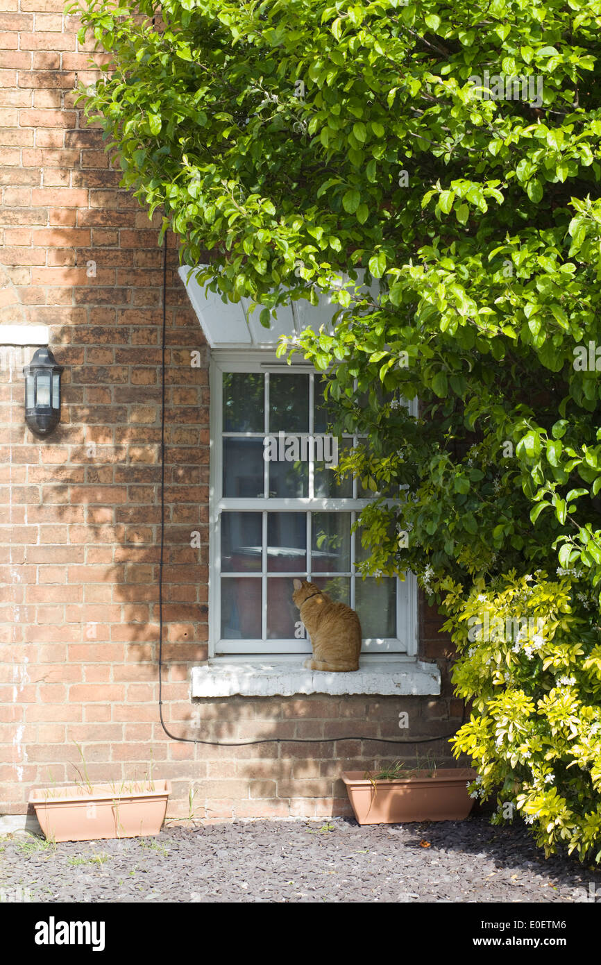 Ginger Cat sat on a windowsill looking into a window Stock Photo - Alamy