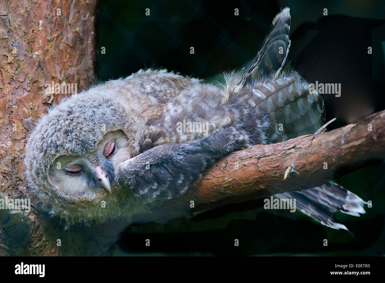Habichtskauz, Strix uralensis, hawk's owls, cub is sleeping Stock Photo ...