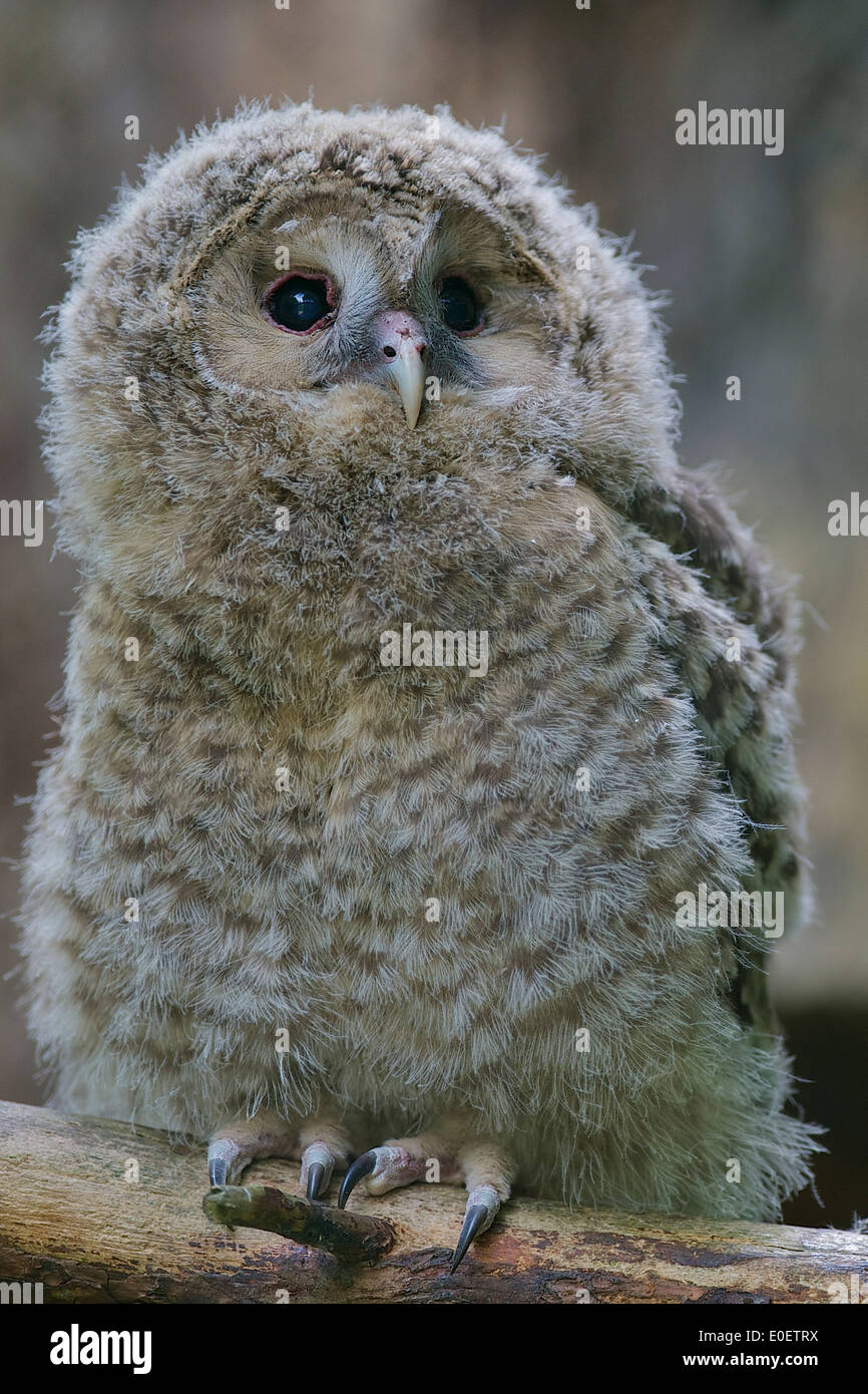 Habichtskauz, Strix uralensis, hawk's owls, cub Stock Photo - Alamy