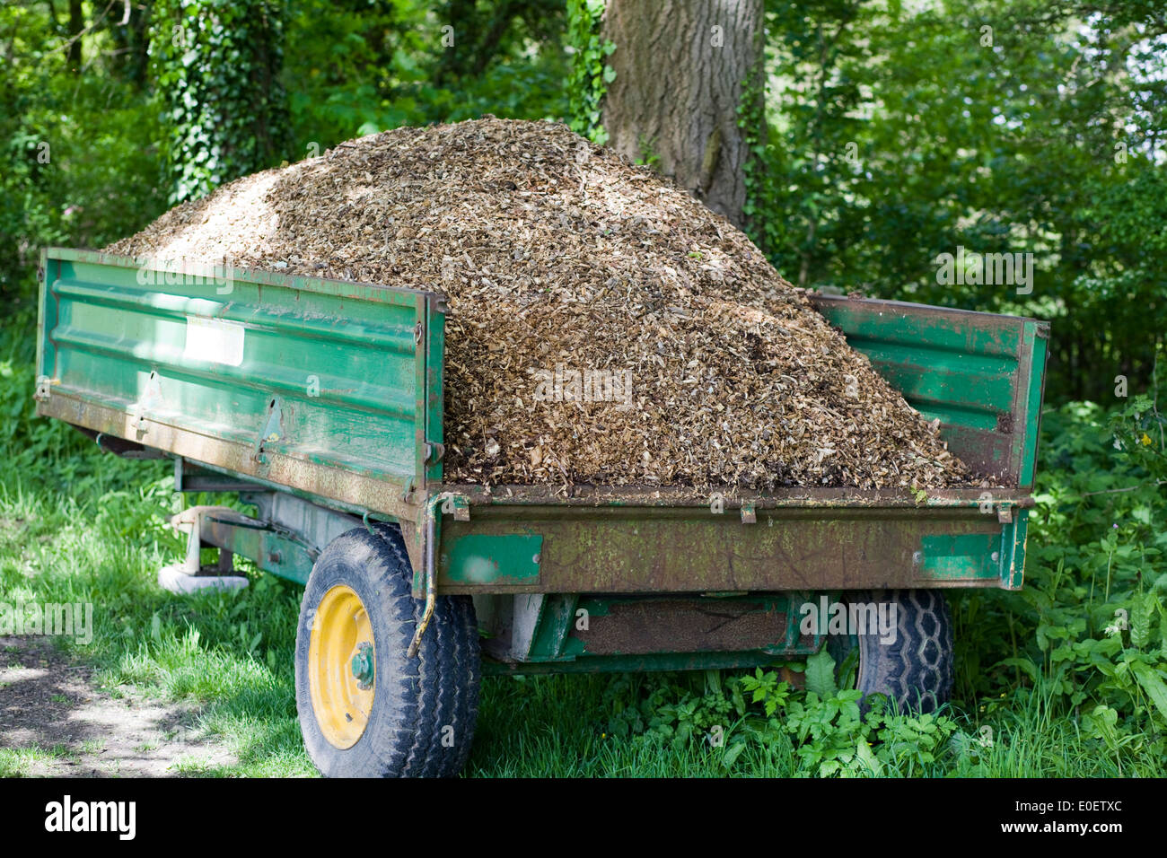 shredded tree bark for using as a mulch on a garden Stock Photo - Alamy