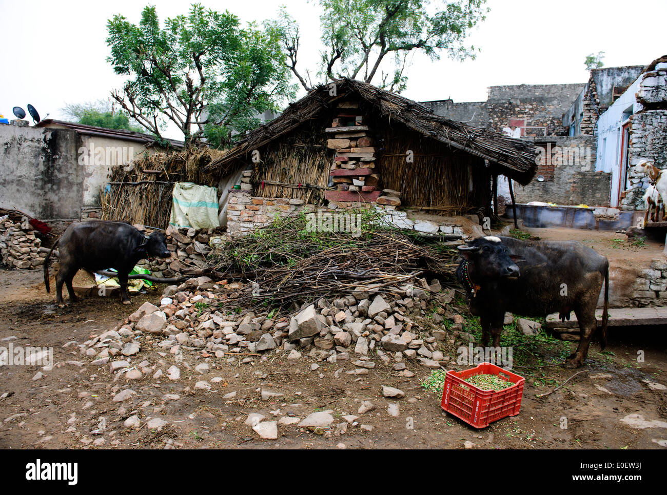 Ramathra Fort,Kalisil Dam Lake, Fishermen,Vegetable Garden, Papayas ...