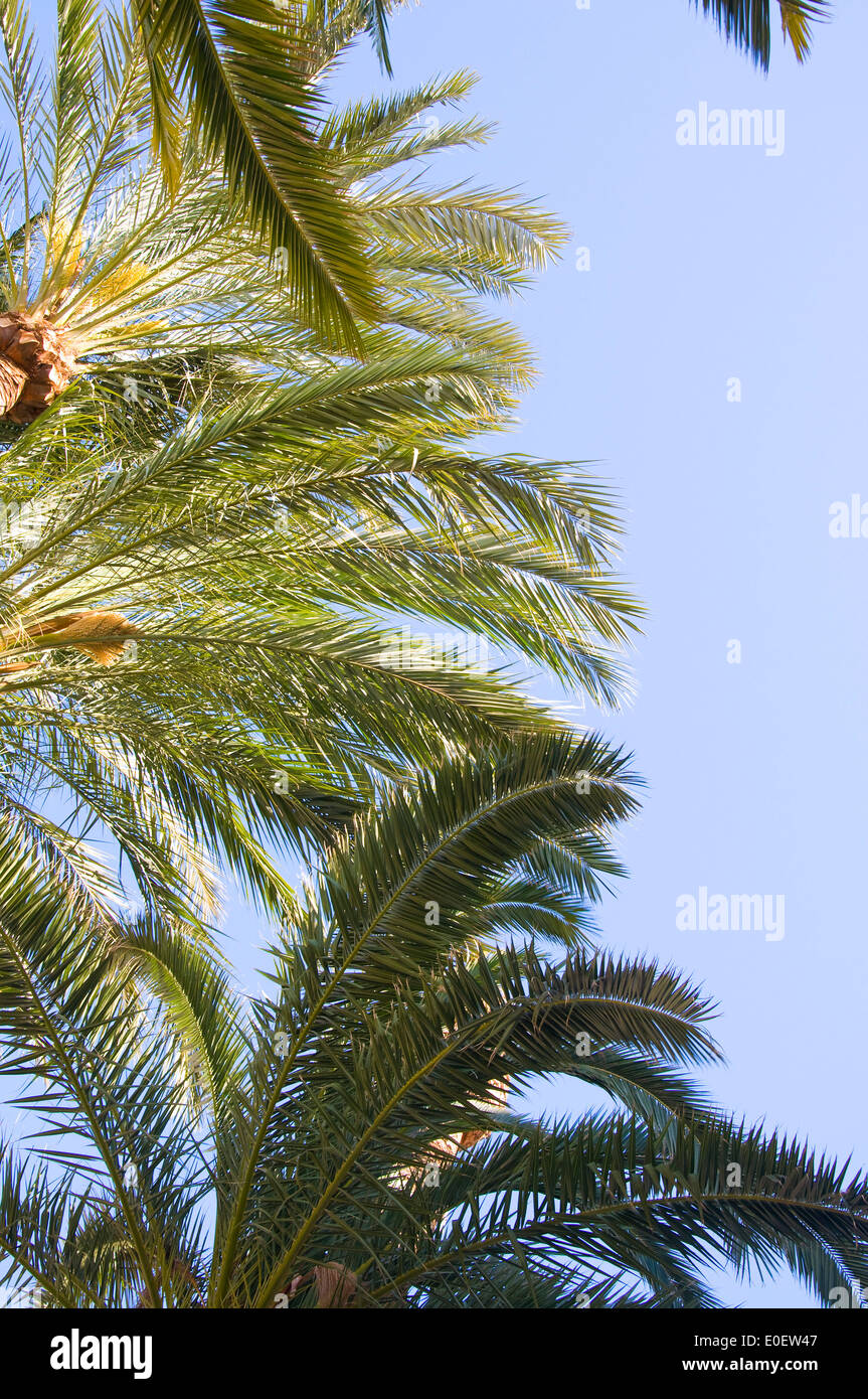 Palm trees top hi-res stock photography and images - Alamy