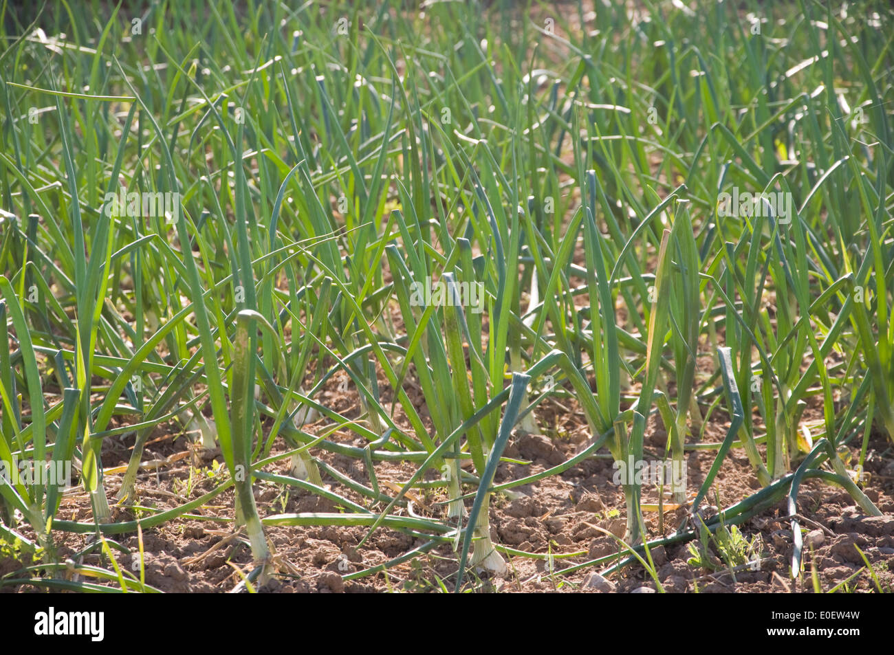 Onion plant hi-res stock photography and images - Alamy