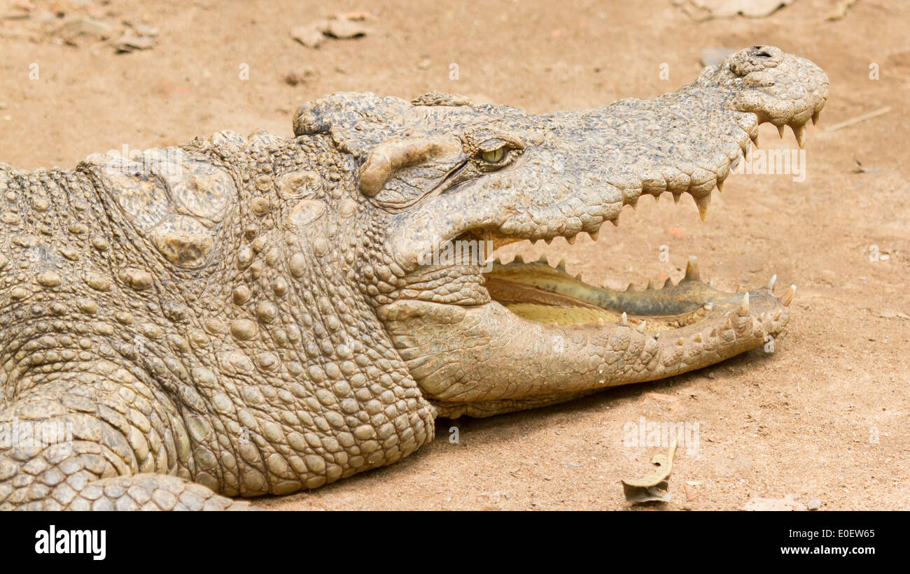 Top view of crocodile hi-res stock photography and images - Alamy