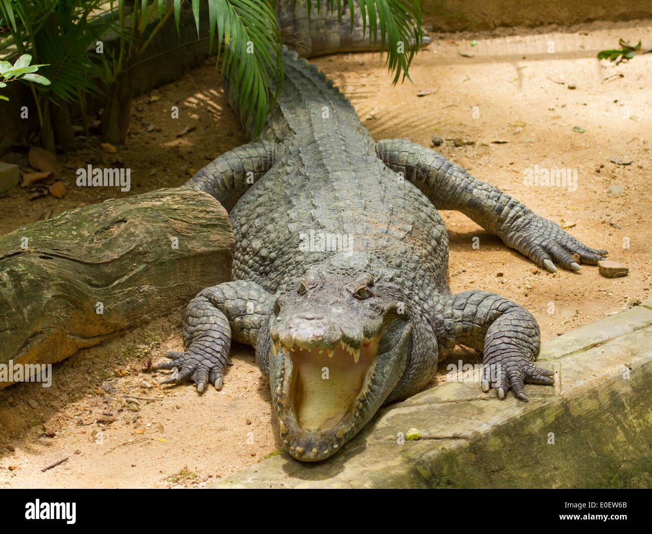 Crocodile resting in the sun (zoo Saigon, Vietnam Stock Photo - Alamy