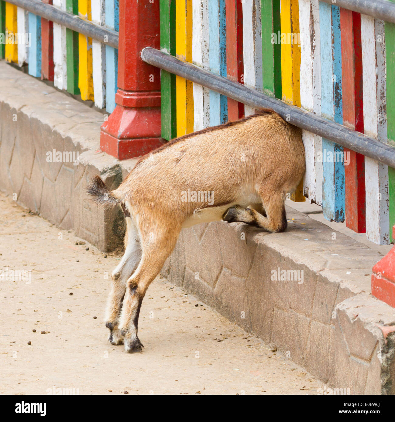 Brown goat looking through a colorful fence Stock Photo - Alamy