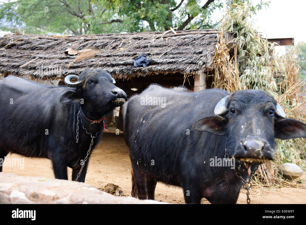 Ramathra Fort,Kalisil Dam Lake, Fishermen,Vegetable Garden, Papayas ...