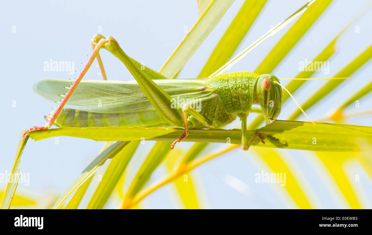 Large grasshopper from the side, eating grass Stock Photo - Alamy
