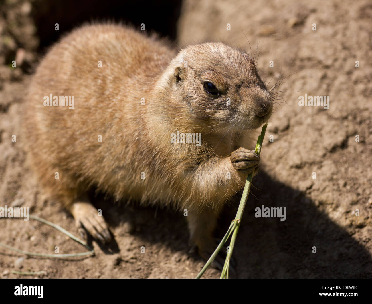 Cute prairie dog eating grass Stock Photo - Alamy