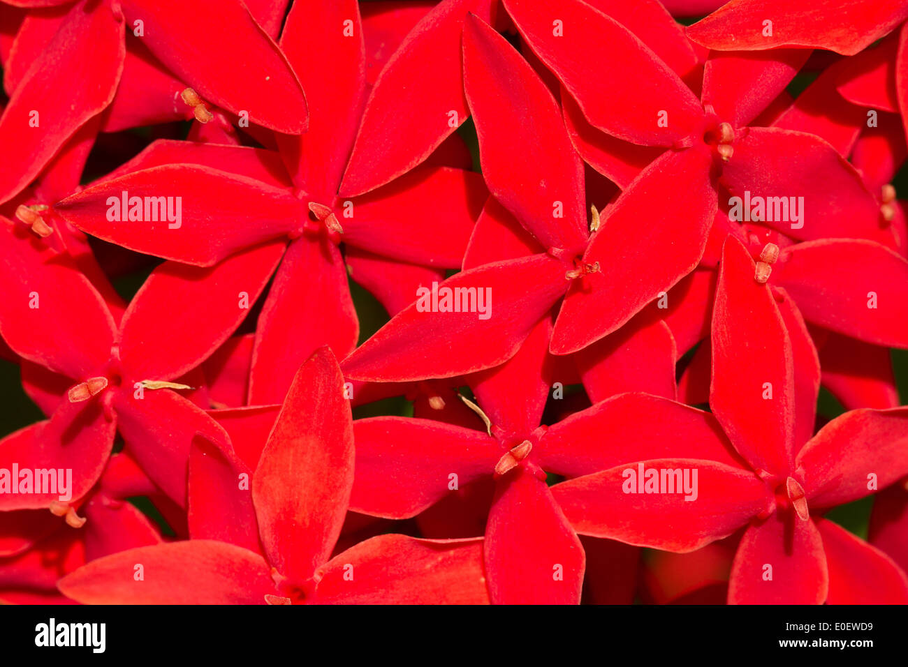 Big bunch of bright red flowers, isolated Stock Photo - Alamy