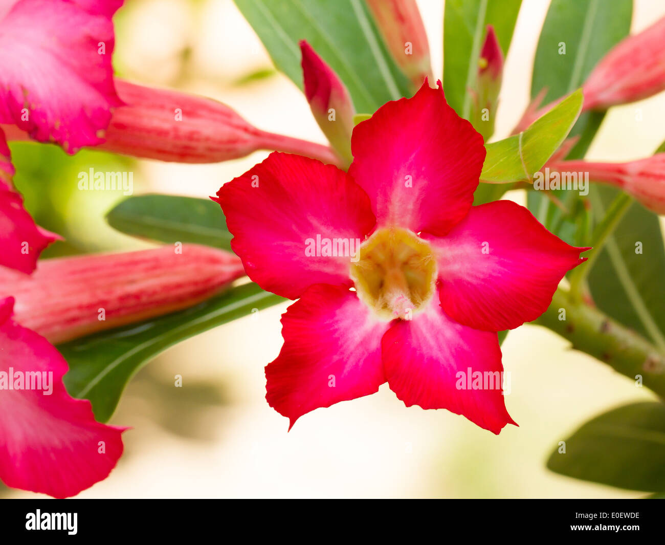 Pink flowers blooming, close-up against a natural background Stock ...