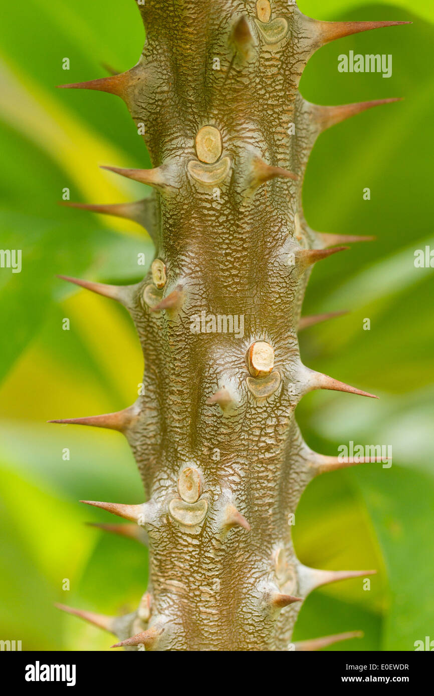 Thorns on a tree in centram Vietnam Stock Photo - Alamy