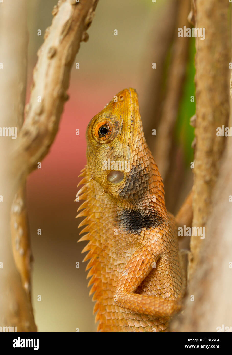 Male tree lizard hi-res stock photography and images - Alamy