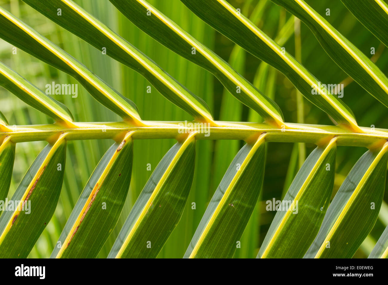 Palm Leave green line composition, close up Stock Photo - Alamy