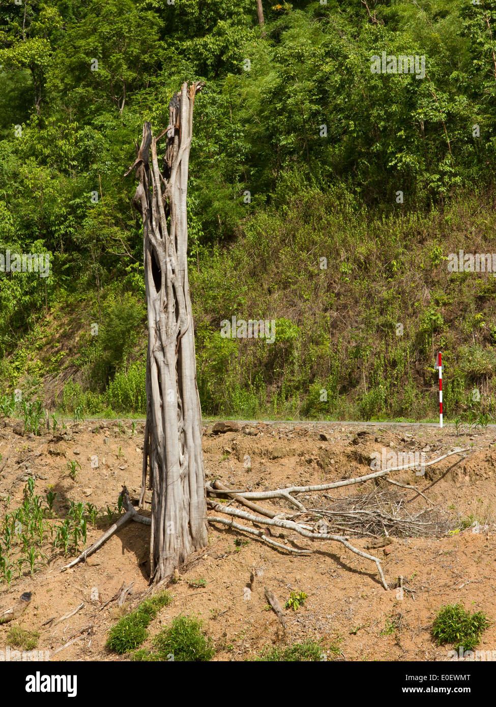 Dead tree at the side of the road in Vietnam Stock Photo - Alamy