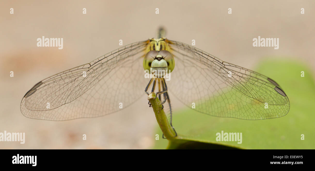 Large dragonfly hi-res stock photography and images - Alamy