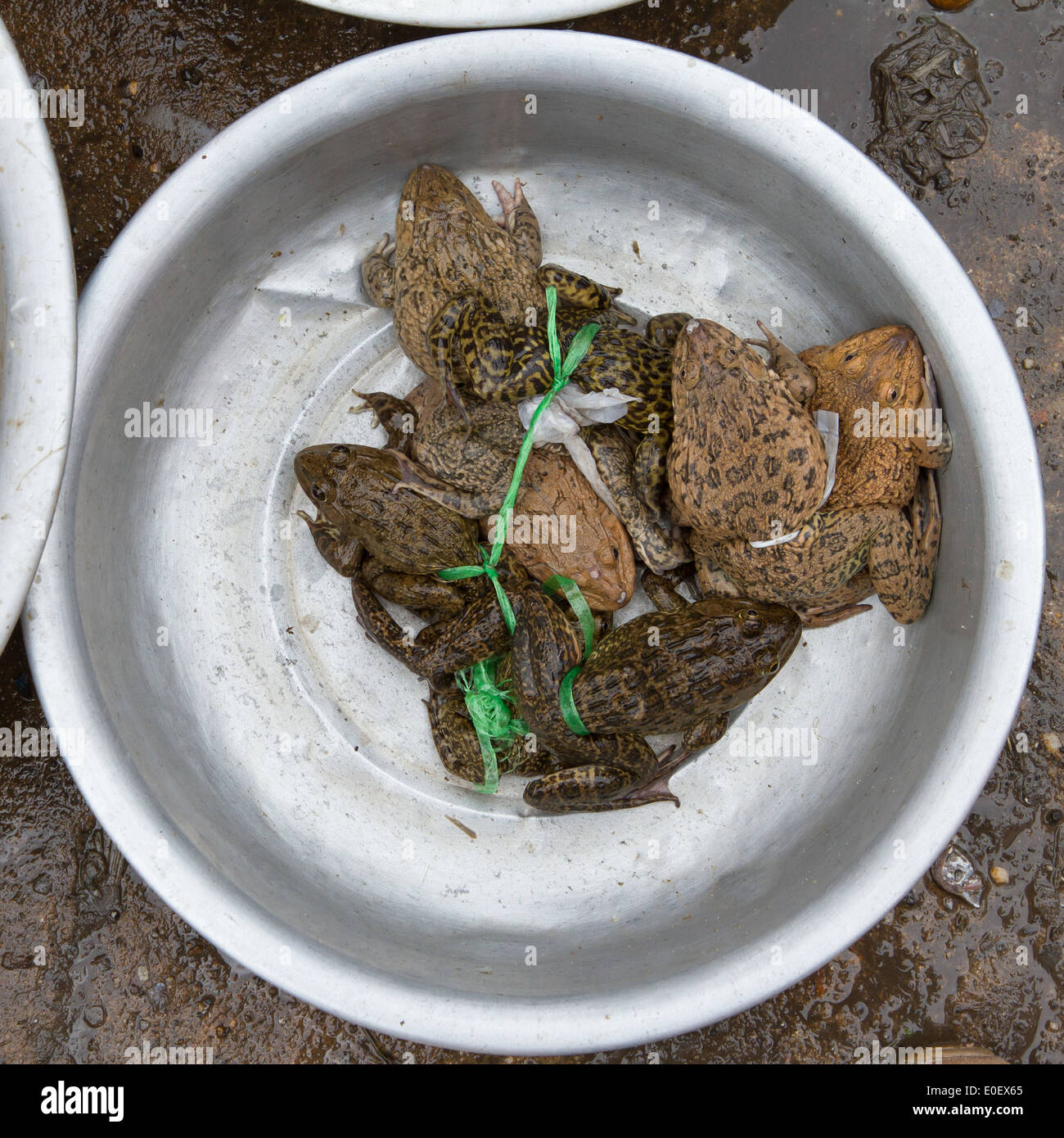 Cute toads hi-res stock photography and images - Alamy