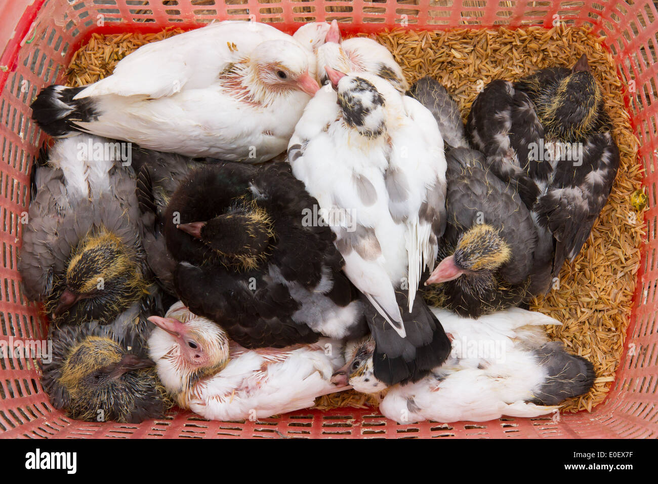 Hoi wing hi-res stock photography and images - Alamy