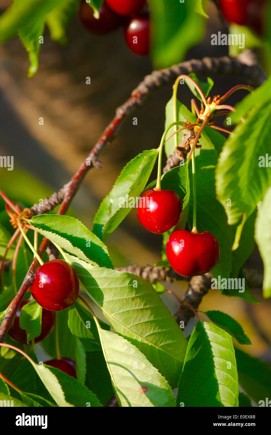 Cherry red hi-res stock photography and images - Alamy