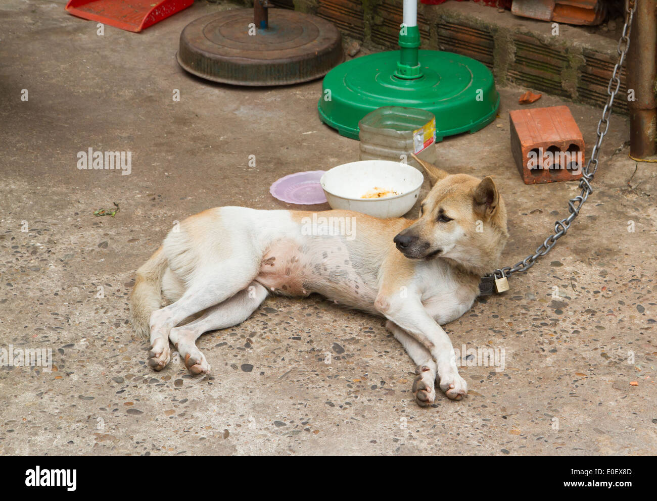 Dog on chain with lock, prevention from stealing for consumption ...