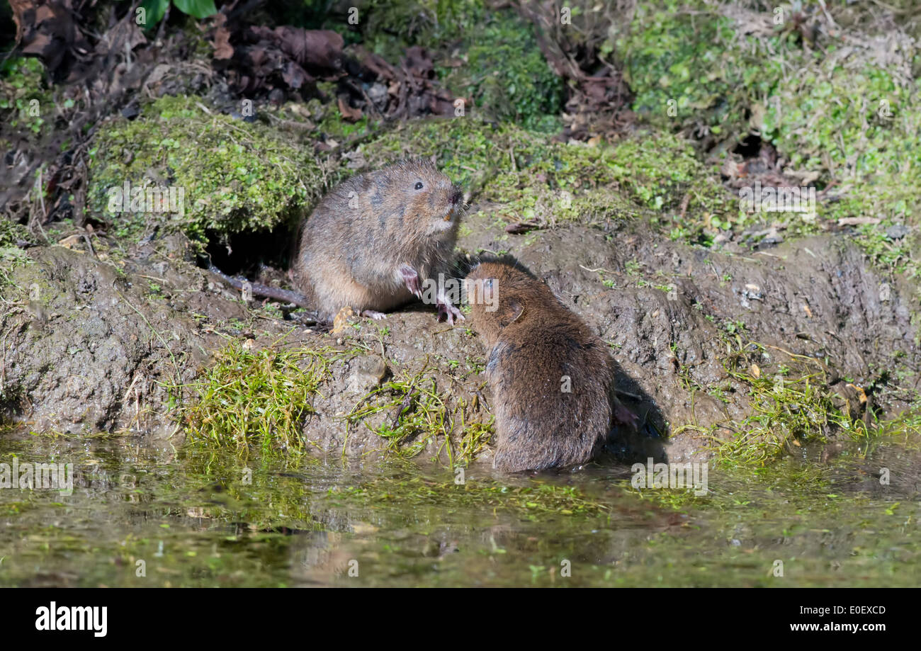 Juvenile water voles hi-res stock photography and images - Alamy