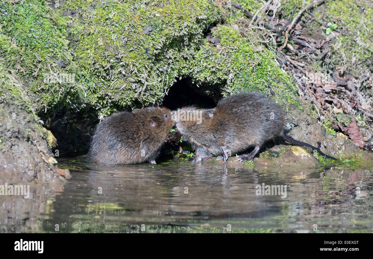 Baby water vole hi-res stock photography and images - Alamy