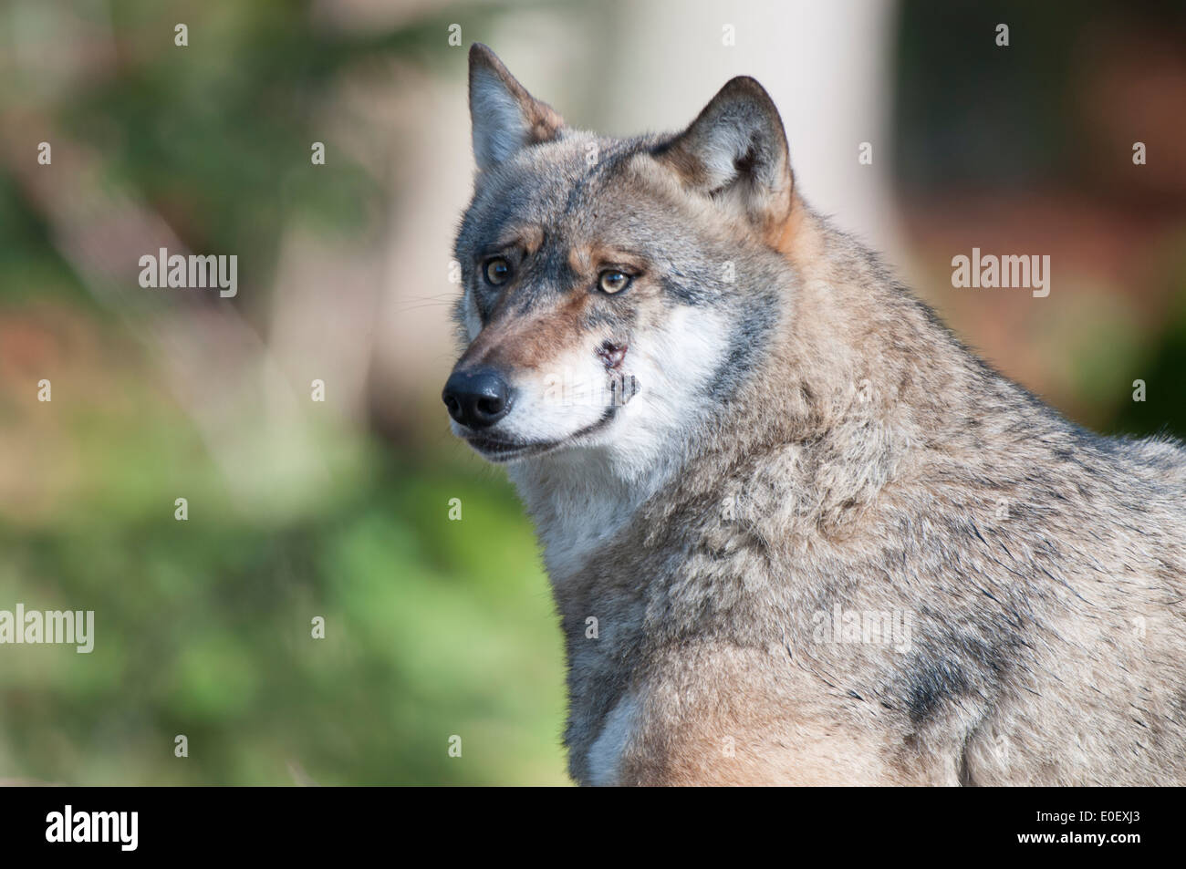 Timber wolve hi-res stock photography and images - Alamy