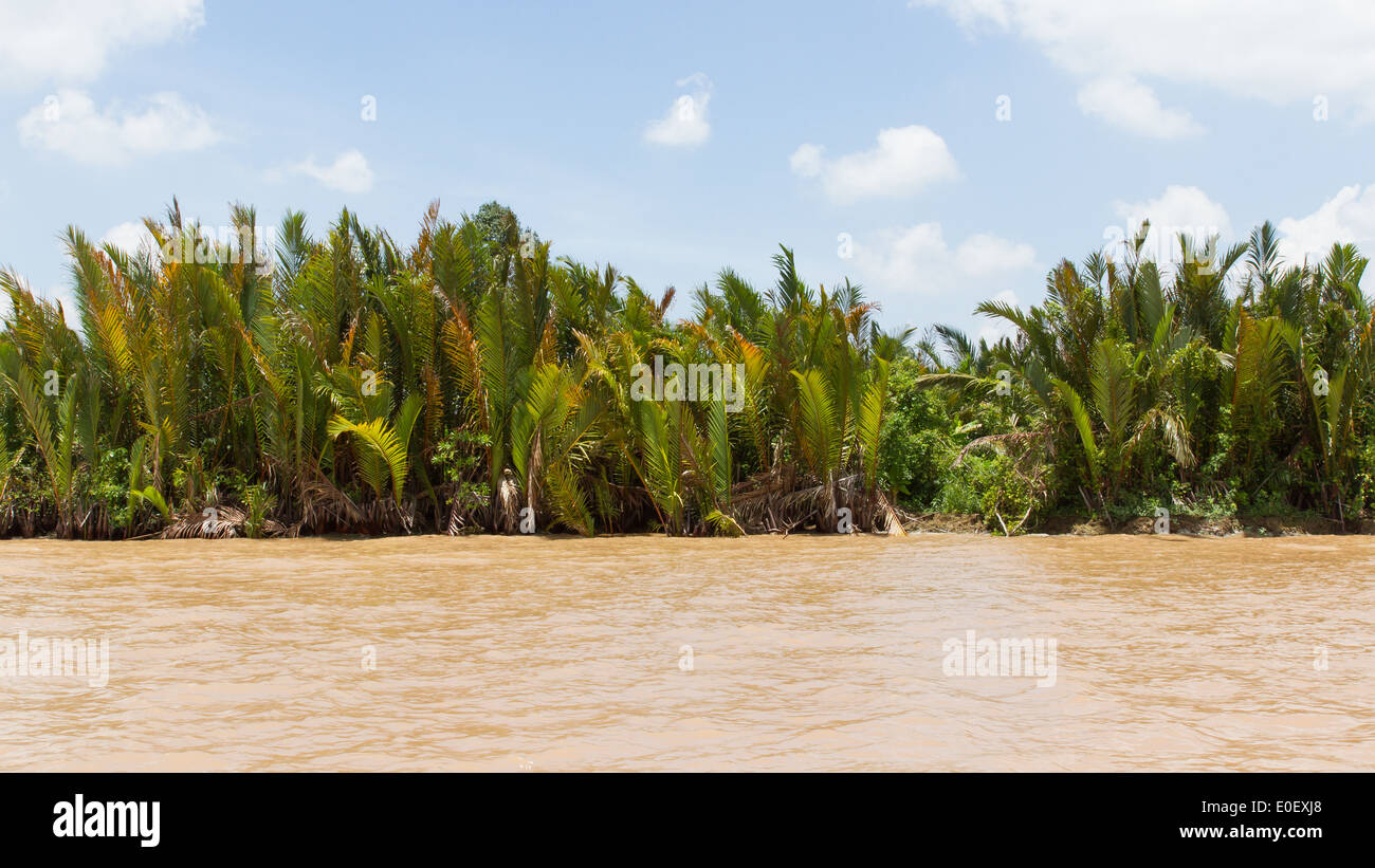 Palm trees in the Mekong delta, Vietnam Stock Photo - Alamy