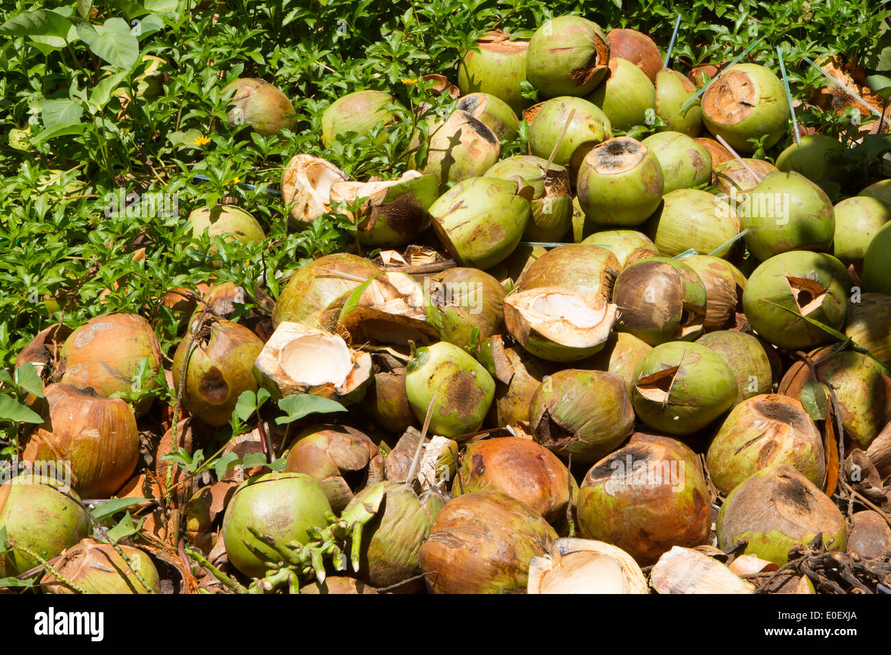 Pile of discarded coconut husks in Vietnam Stock Photo - Alamy
