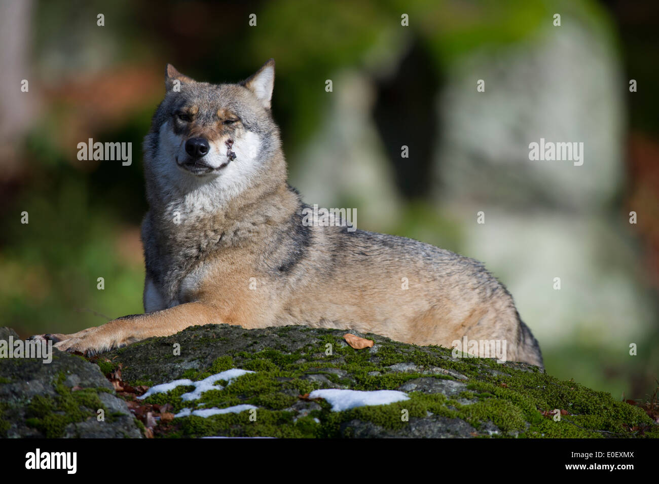 Timber wolve hi-res stock photography and images - Alamy