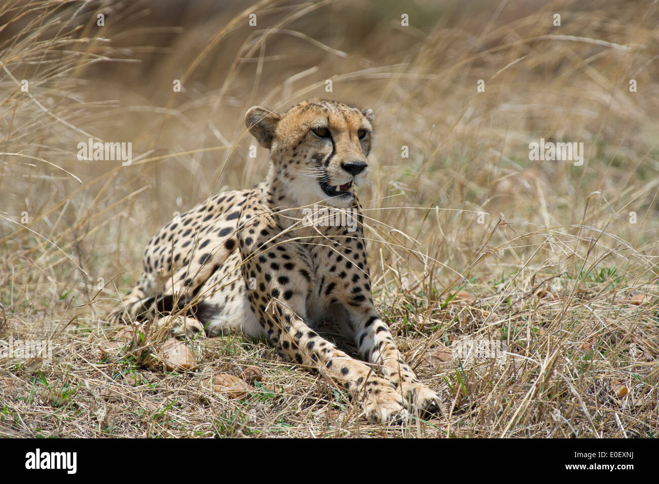 Cheetah, Gepard, Acinonyx jubatus Stock Photo - Alamy