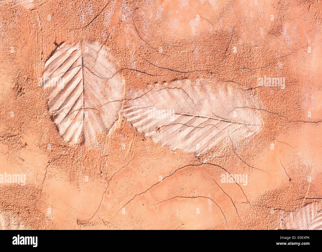Imprint leaf on cement floor hi-res stock photography and images - Alamy