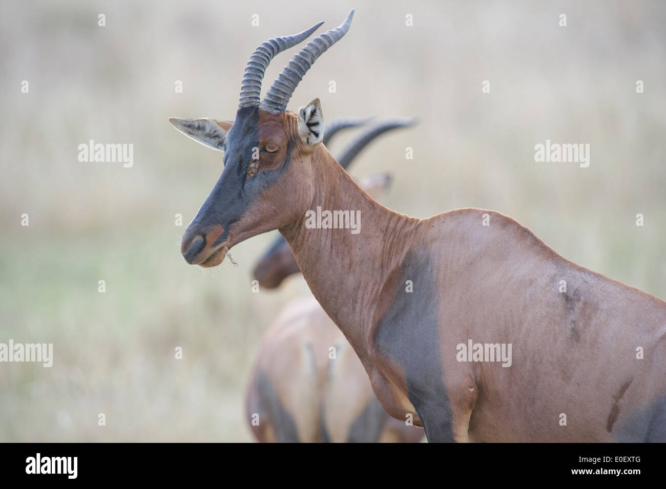 Korrigum hi-res stock photography and images - Alamy