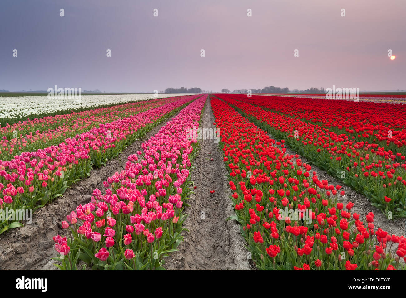 Colorful holland hi-res stock photography and images - Alamy