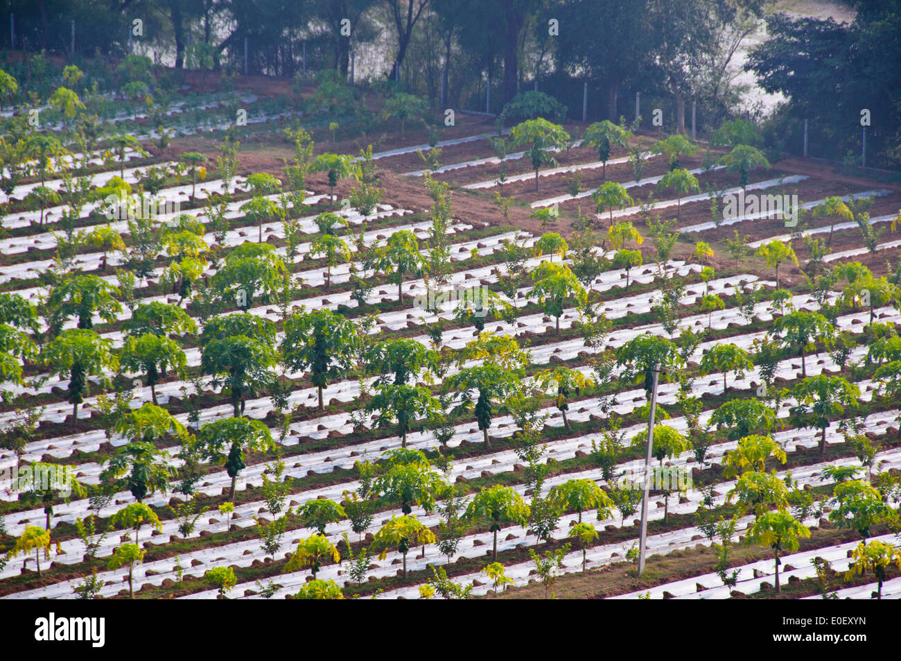 Ramathra Fort,Kalisil Dam Lake,Fishermen,Vegetable Garden,Papayas ...