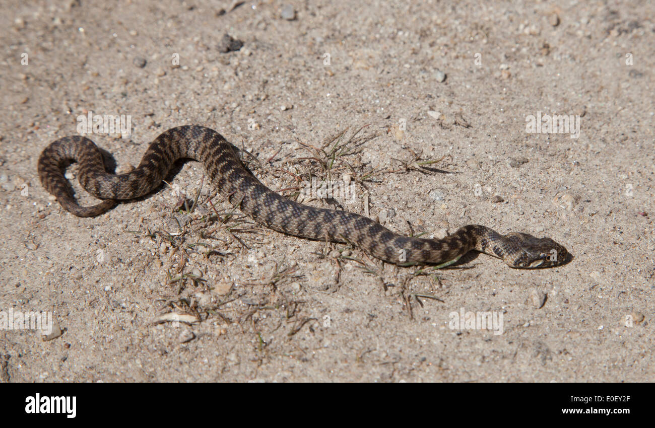 Snake at zoo hi-res stock photography and images - Alamy